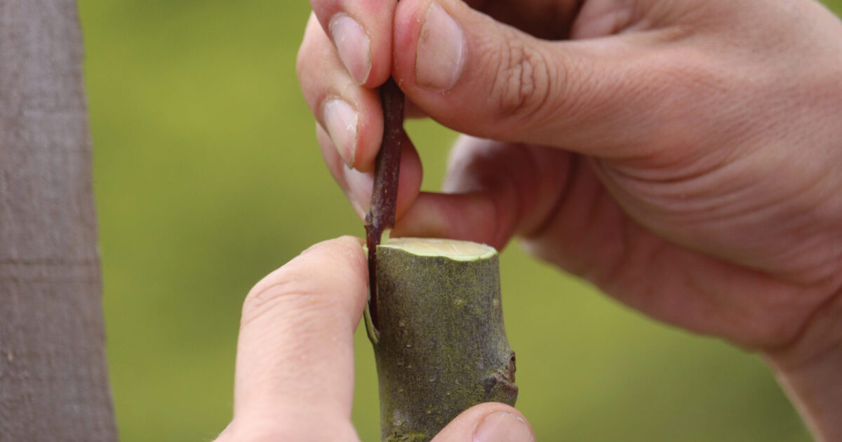 Nouveau Verger Conservatoire et Démonstration de greffage à Arradon ...